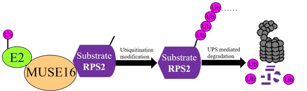 【科研进展】蔡易教授团队在植物抗病分子机制方面取得新进展-四川农业大学-生命科学学院
